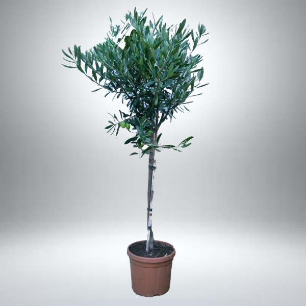 Olajfa: története, gondozása, metszése, teleltetése - Virág-Online